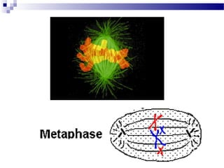 Reproduction at the Cellular level | PPT | Biological Sciences | Science