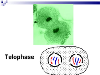 Reproduction at the Cellular level | PPT | Biological Sciences | Science