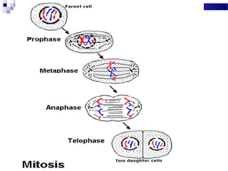 Reproduction at the Cellular level | PPT | Biological Sciences | Science