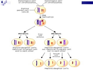 Reproduction at the Cellular level | PPT | Biological Sciences | Science