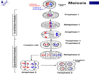 Reproduction at the Cellular level | PPT | Biological Sciences | Science