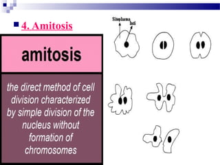 Reproduction at the Cellular level | PPT | Biological Sciences | Science