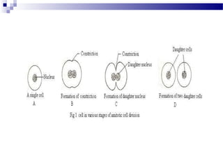 Reproduction at the Cellular level | PPT | Biological Sciences | Science