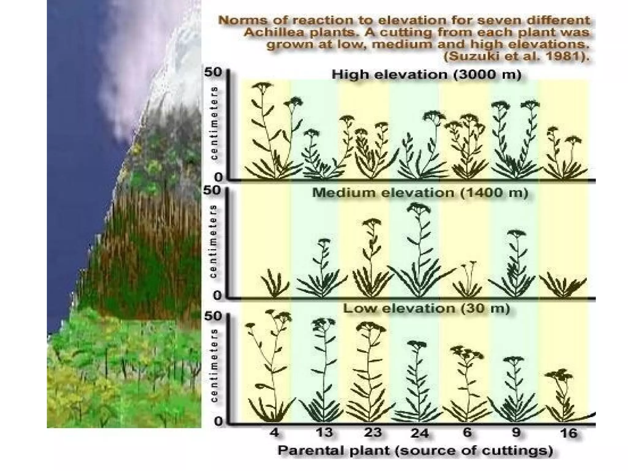 Human variability as property of life & the Genetic phenomena | PPT