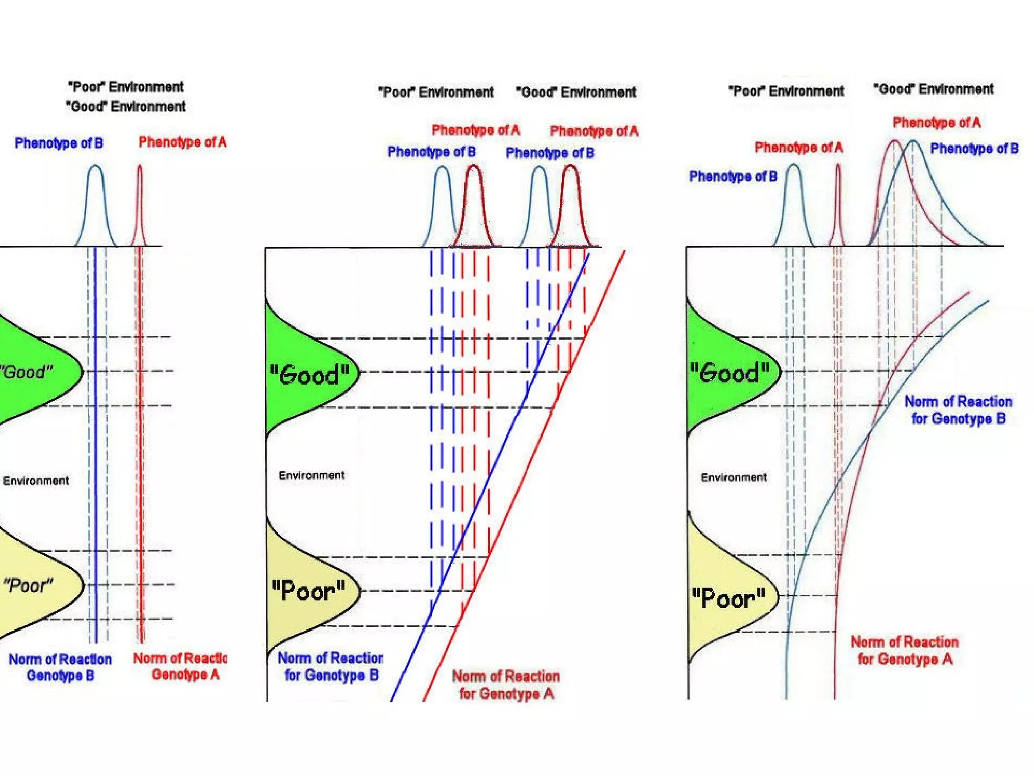 Human variability as property of life & the Genetic phenomena | PPT
