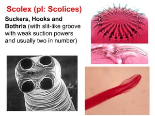 Class Cestoda. Tapeworms | PPT