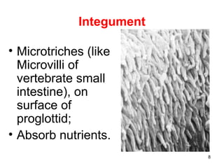 Class Cestoda. Tapeworms | PPT