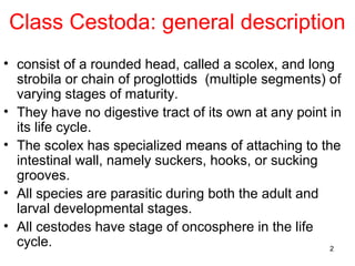Class Cestoda Tapeworms