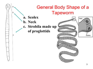 Tapeworm Diagram Strobila