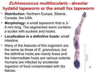 Class Cestoda Tapeworms
