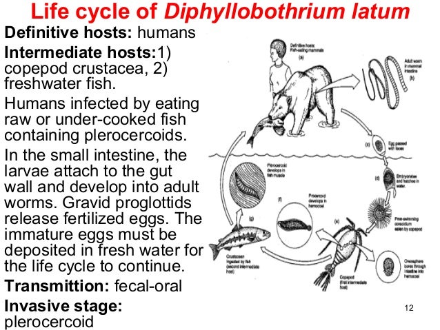 Class Cestoda. Tapeworms