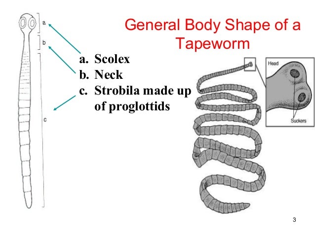 Class Cestoda. Tapeworms
