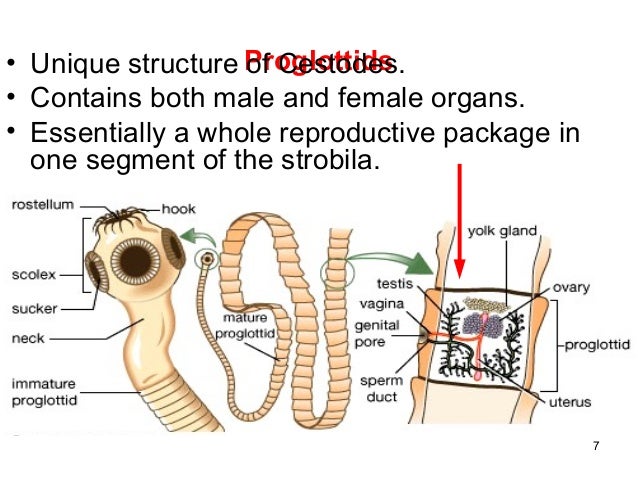Class Cestoda. Tapeworms