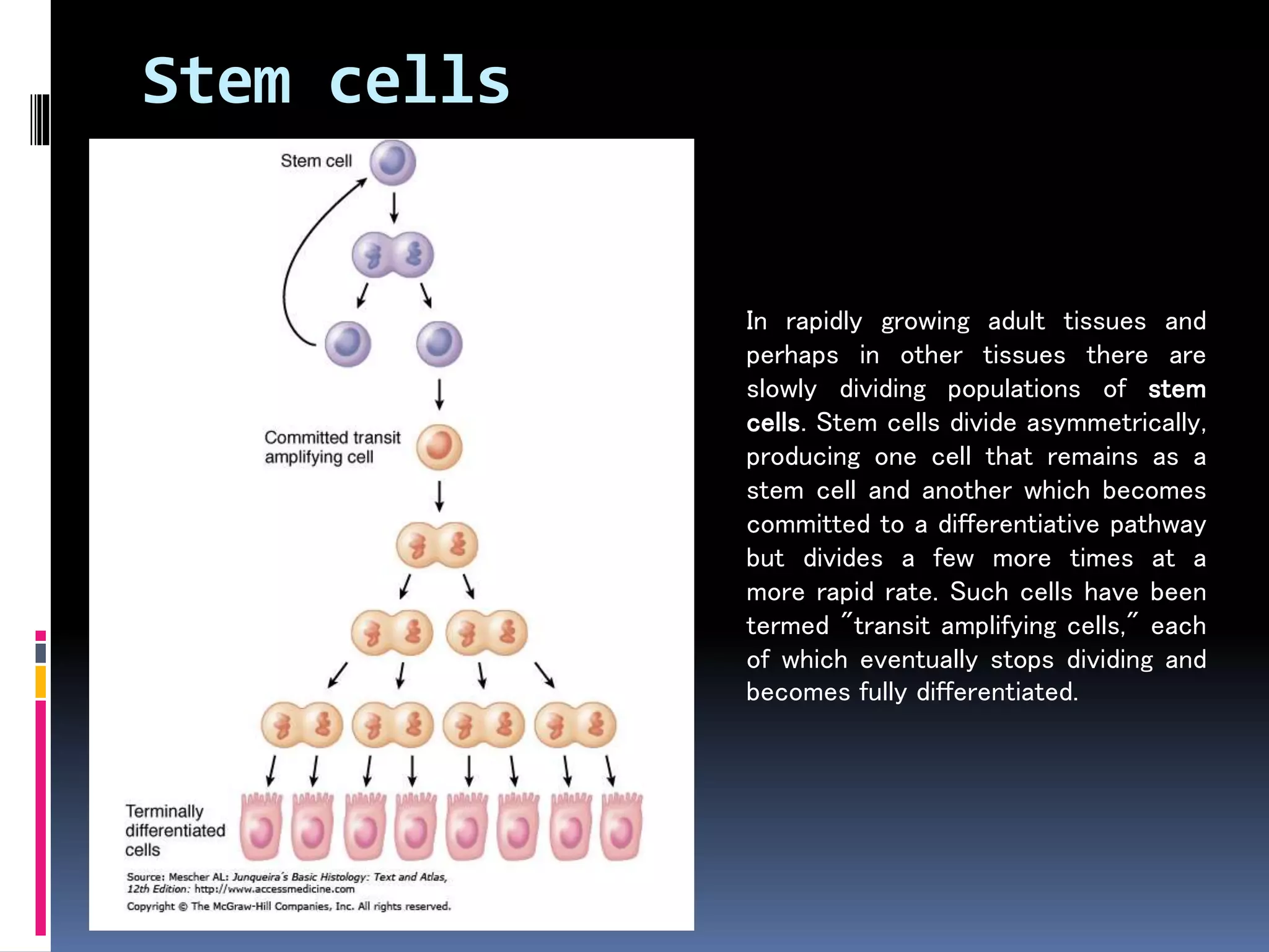 The cell Nucleus | PPTX