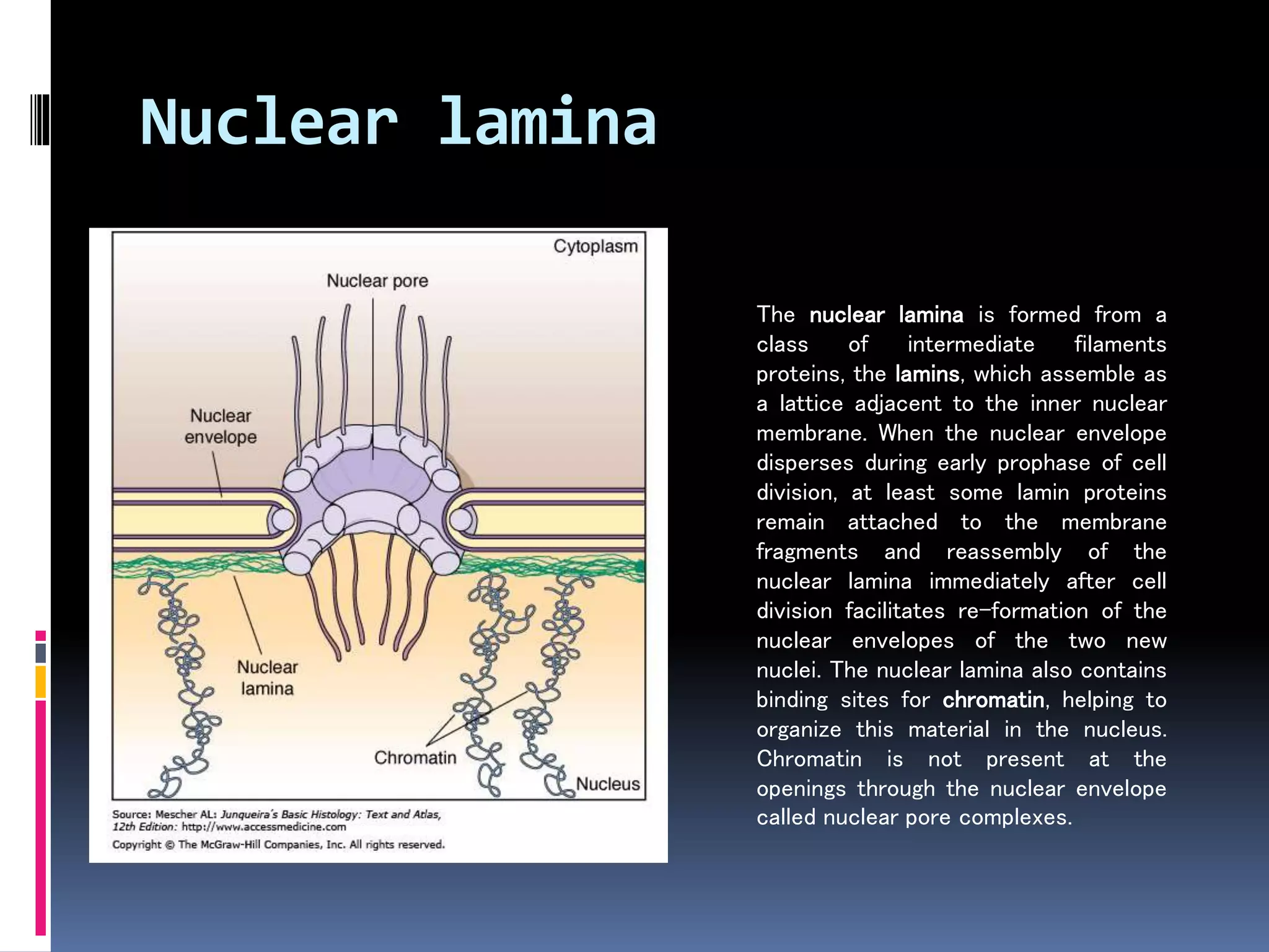 The cell Nucleus | PPTX