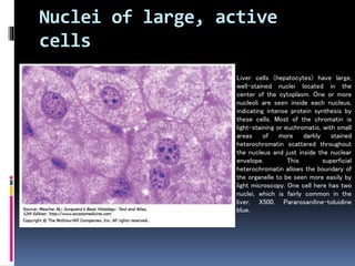 The cell Nucleus | PPTX