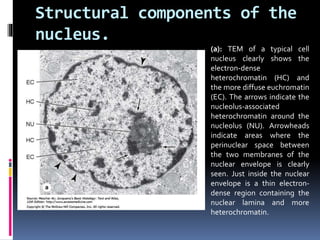 The cell Nucleus | PPTX