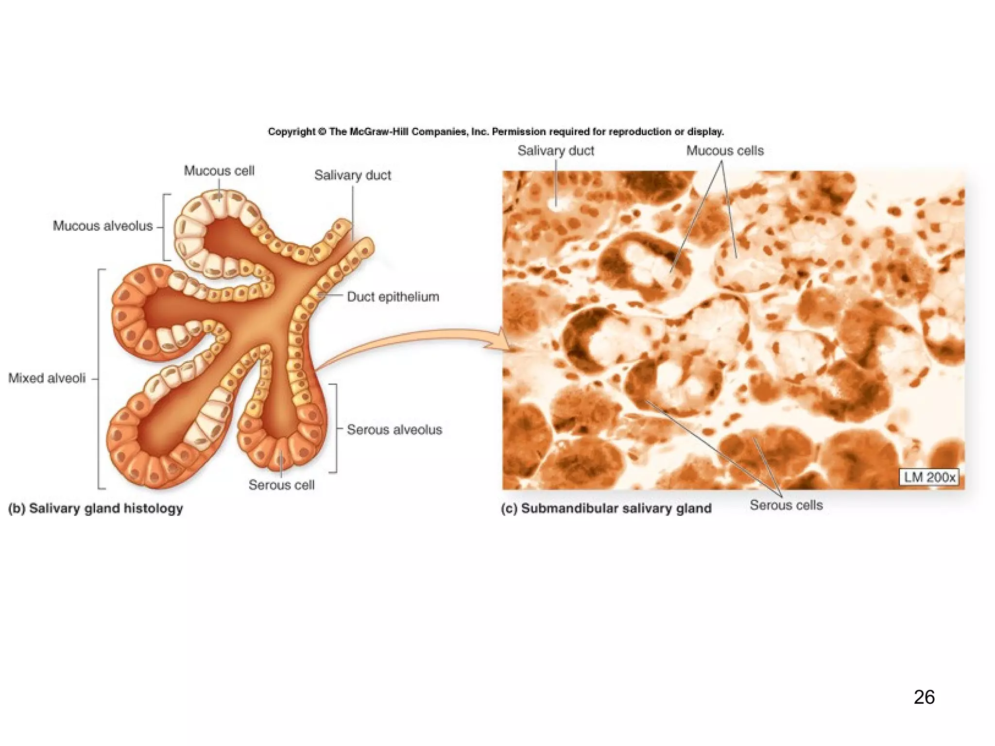 Histology of Digestive system | PPT