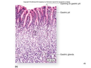 Histology of Digestive system | PPT
