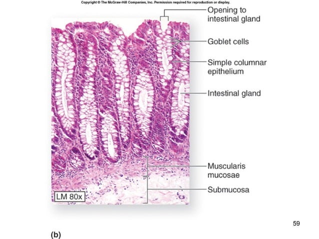 Histology of Digestive system | PPT