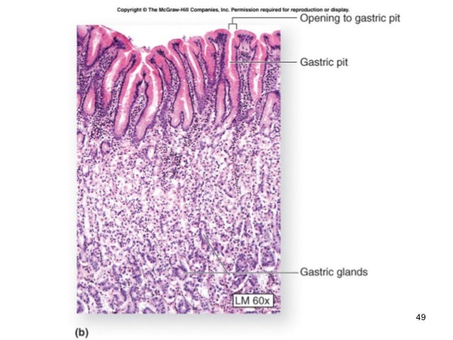 Histology of Digestive system