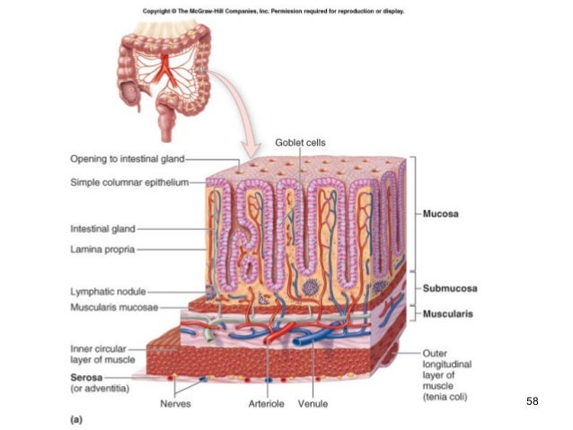 Histology of Digestive system