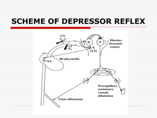 BP Registration & Regulation. Peculiarities of regional blood supply | PPT