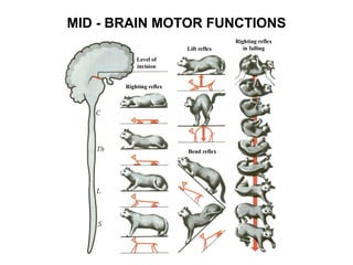 Hind Brain in regulation of Motor functions | PPT