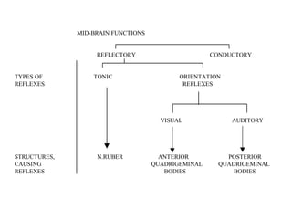 Hind Brain in regulation of Motor functions | PPT