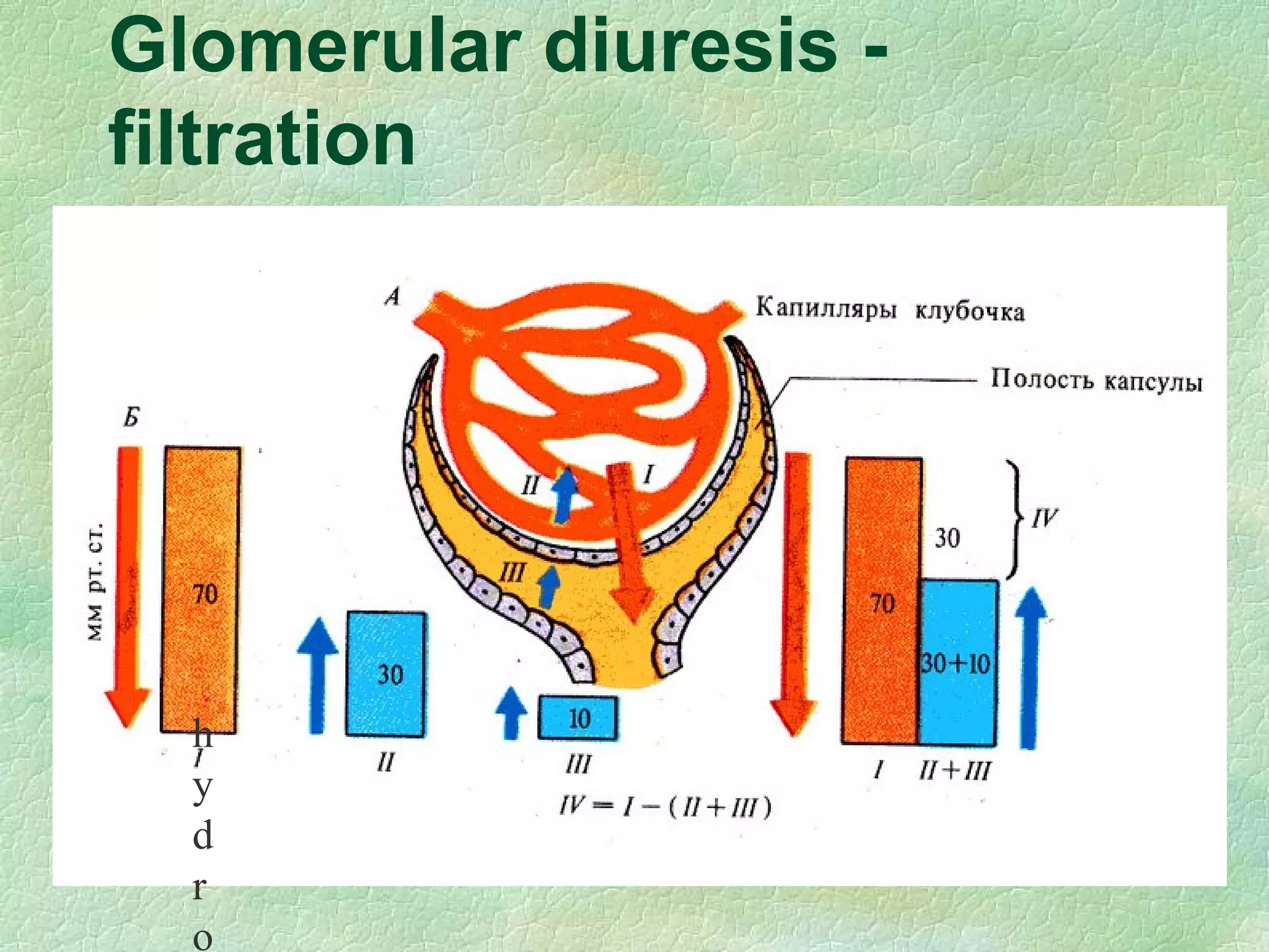 Physiology of excretion. Kidney functions. Urine Formation | PPT