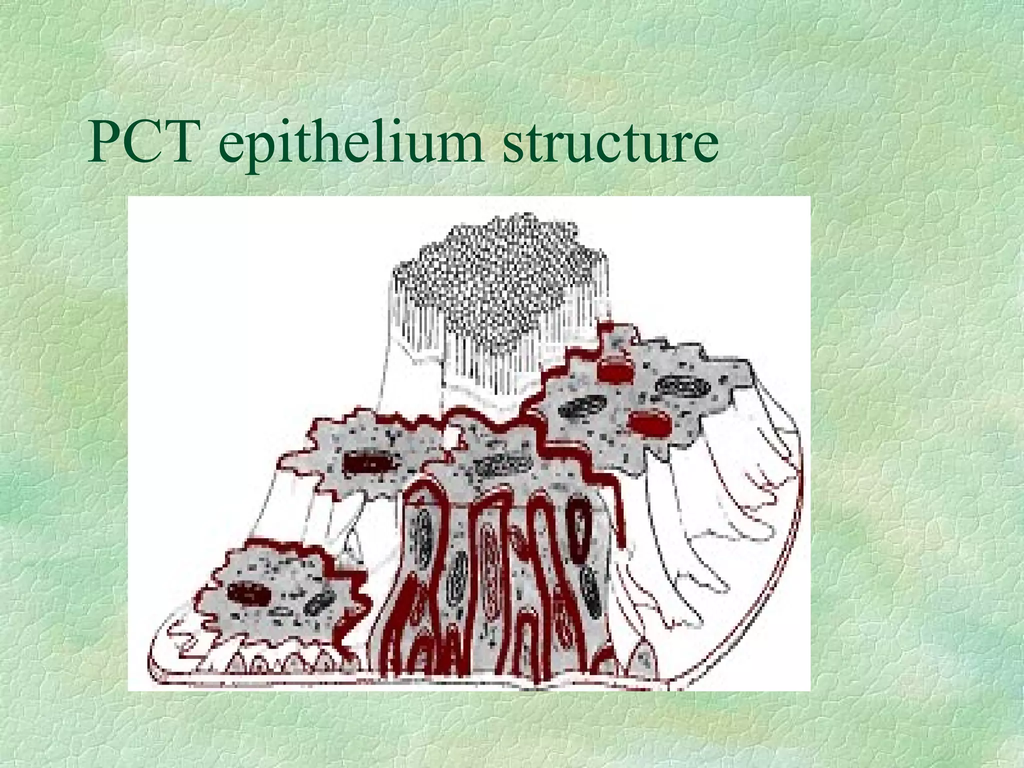 Physiology of excretion. Kidney functions. Urine Formation | PPT