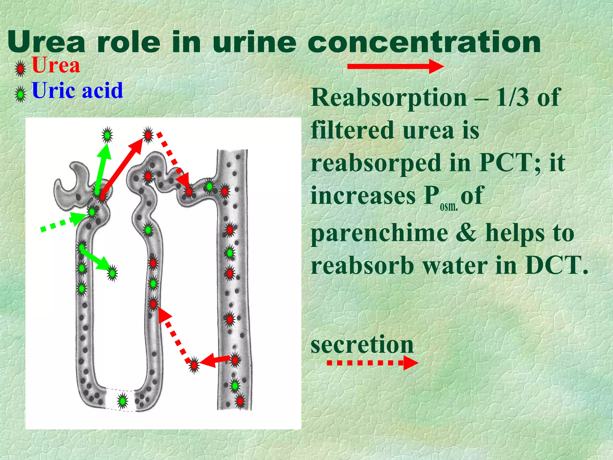 Physiology of excretion. Kidney functions. Urine Formation | PPT