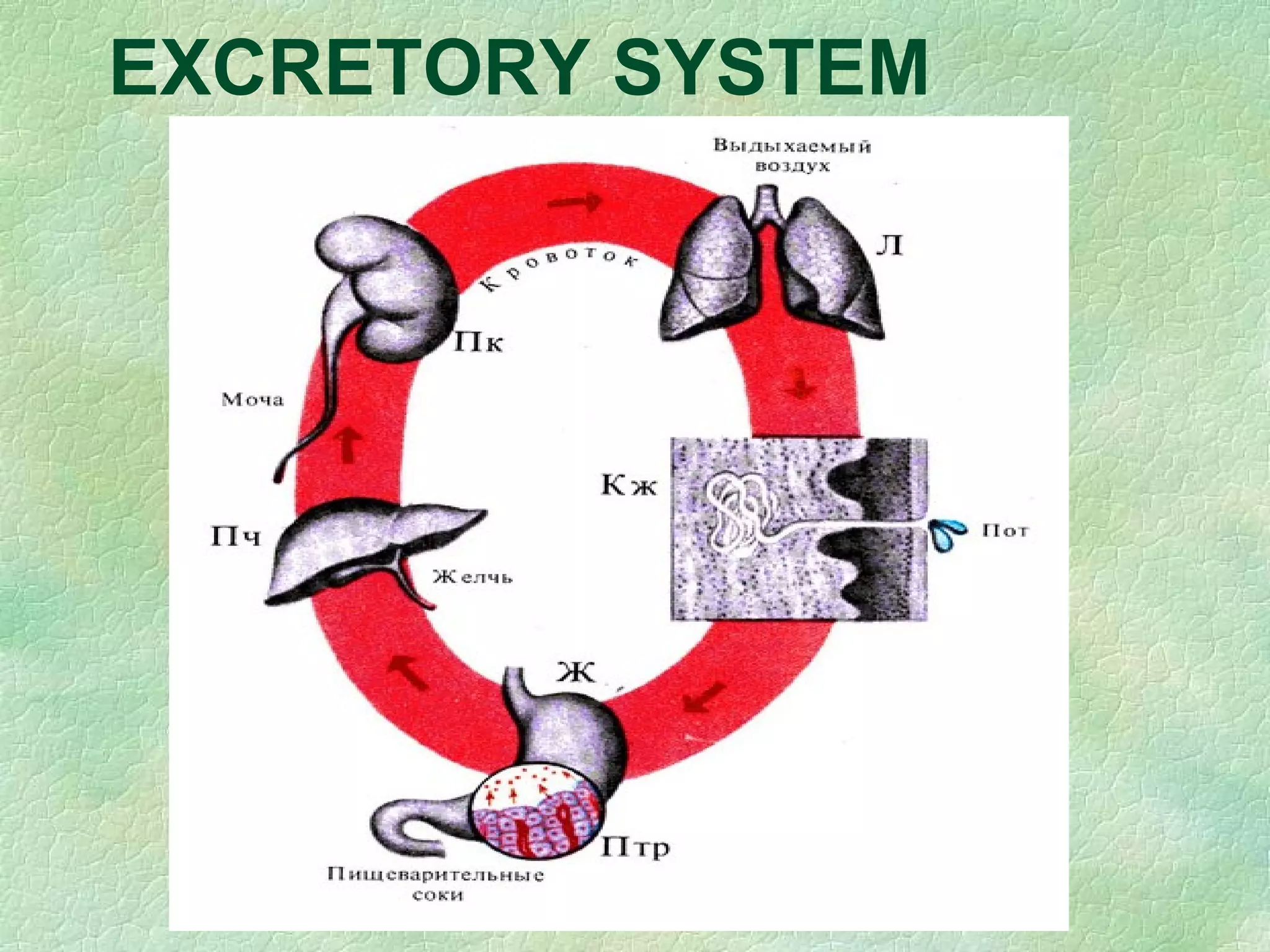 Physiology of excretion. Kidney functions. Urine Formation | PPT