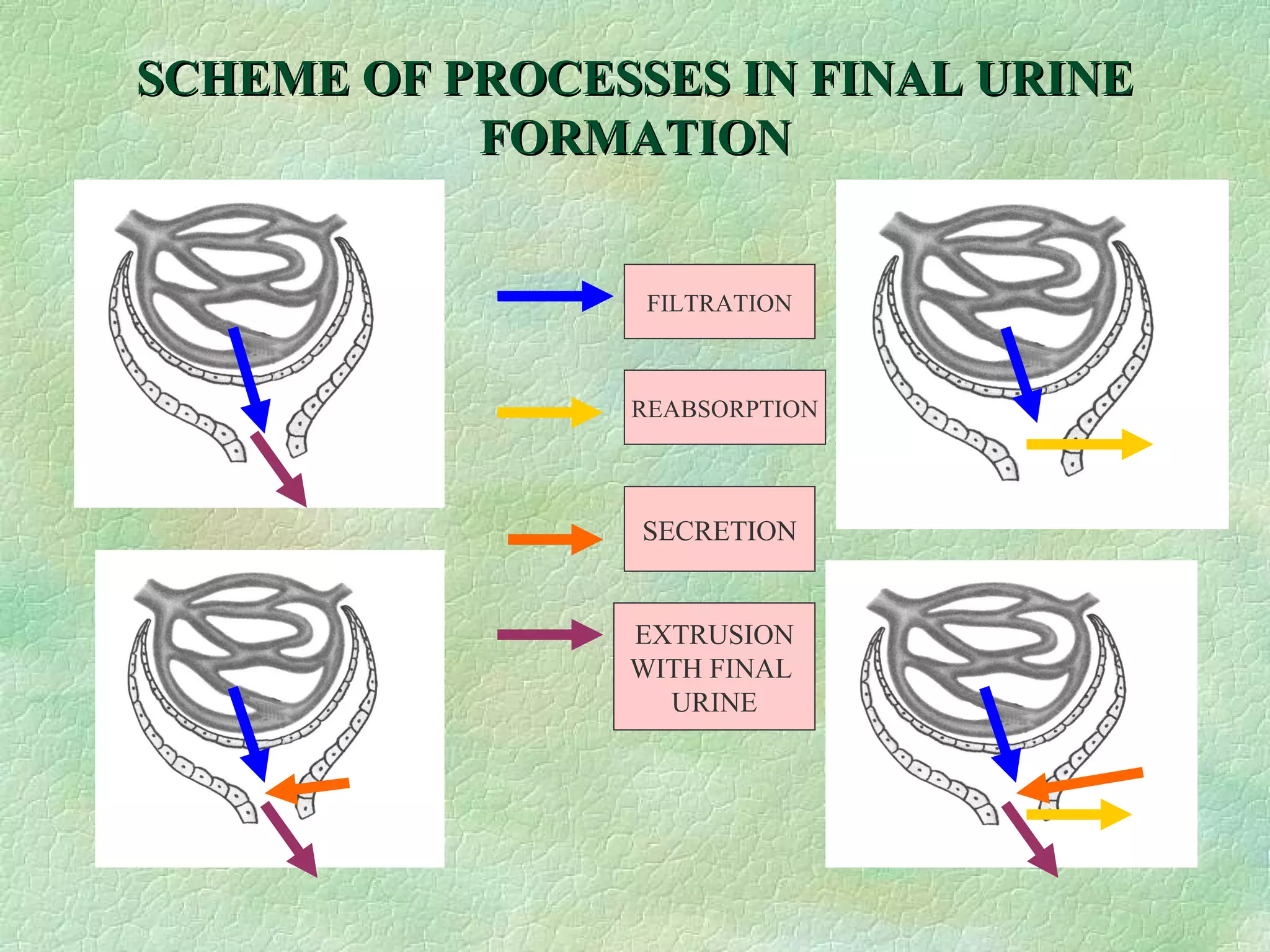 Physiology of excretion. Kidney functions. Urine Formation | PPT