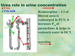 Physiology of excretion. Kidney functions. Urine Formation | PPT