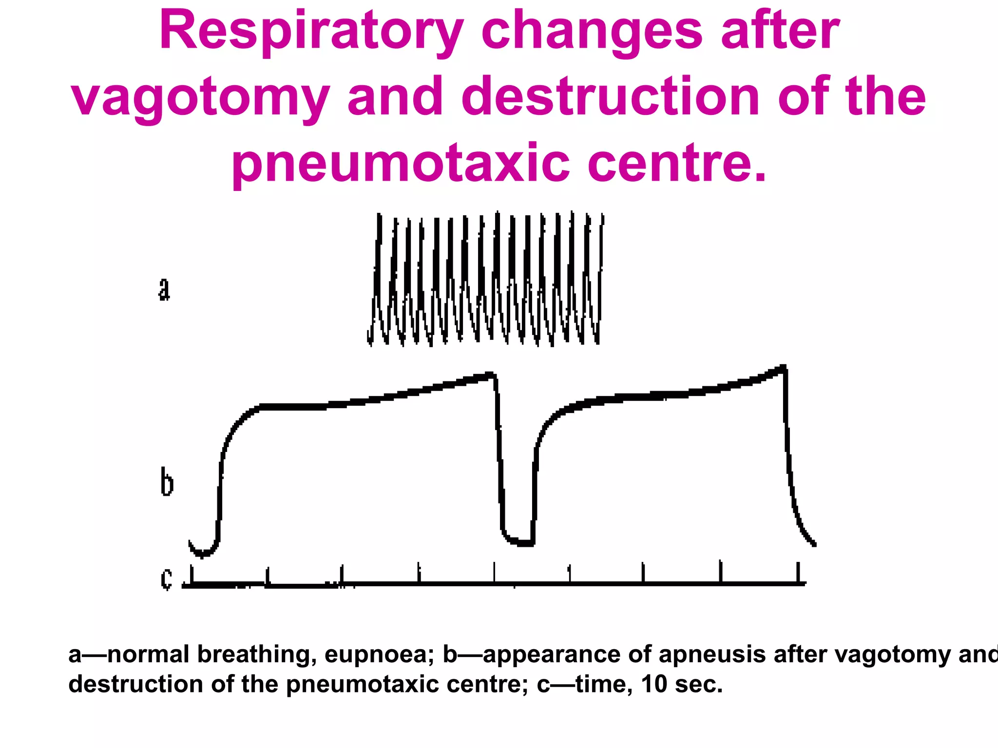 Gaseous exchange. Regulation of Respiration | PPT