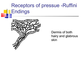 Physiology of Sensory system | PPT