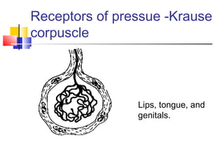 Physiology of Sensory system | PPT