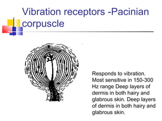 Physiology of Sensory system | PPT