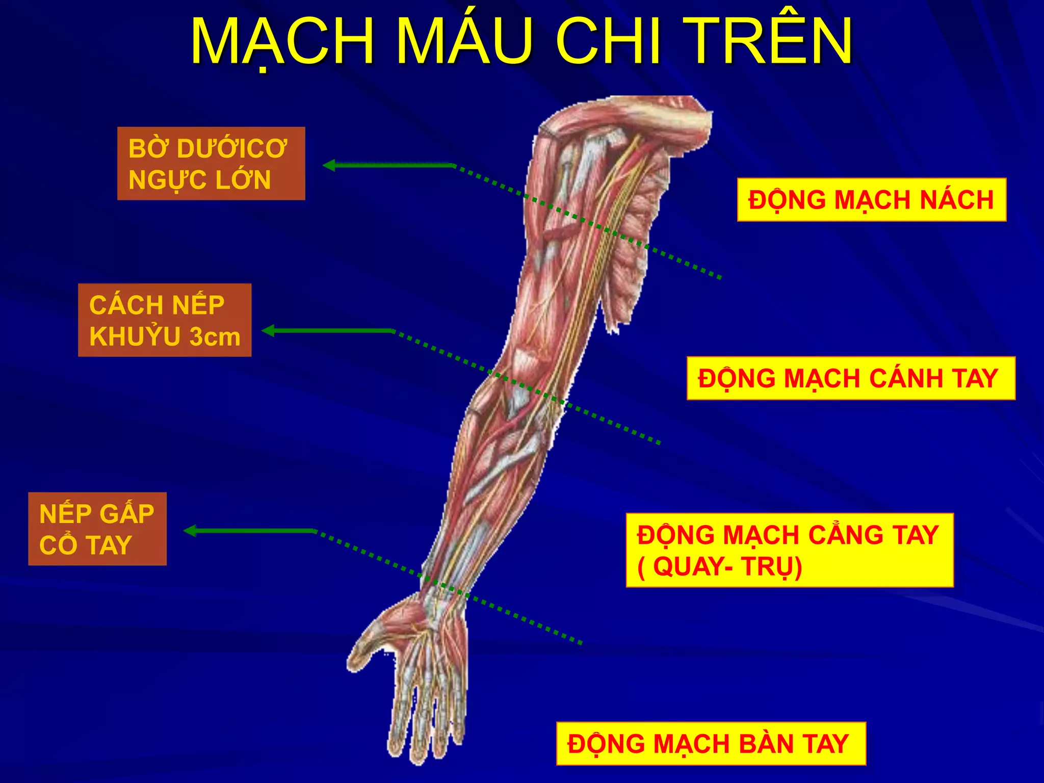 MẠCH MÁU CHI TRÊN | PDF