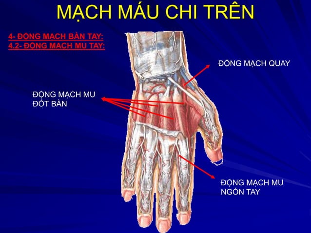 MẠCH MÁU CHI TRÊN | PDF