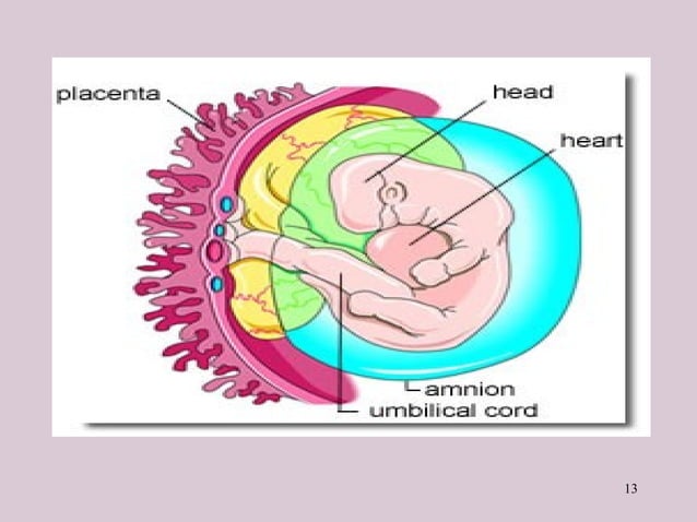 PLACENTA | PPT | Pregnancy | Reproductive Health