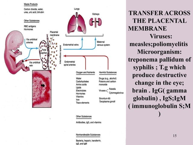 PLACENTA | PPT | Pregnancy | Reproductive Health