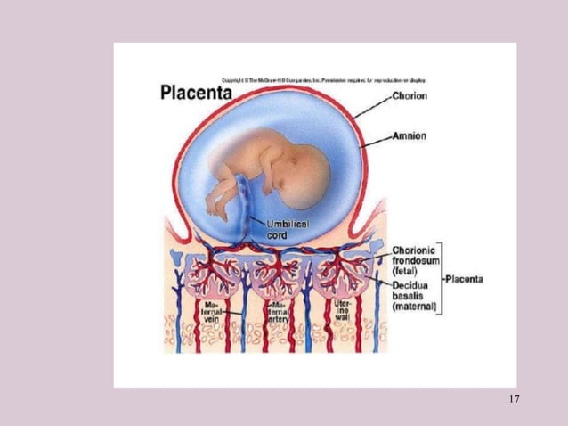 PLACENTA | PPT | Pregnancy | Reproductive Health