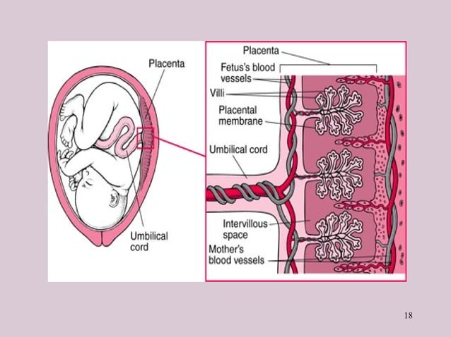 PLACENTA | PPT | Pregnancy | Reproductive Health