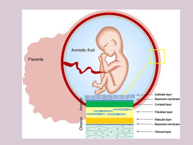 PLACENTA | PPT | Pregnancy | Reproductive Health