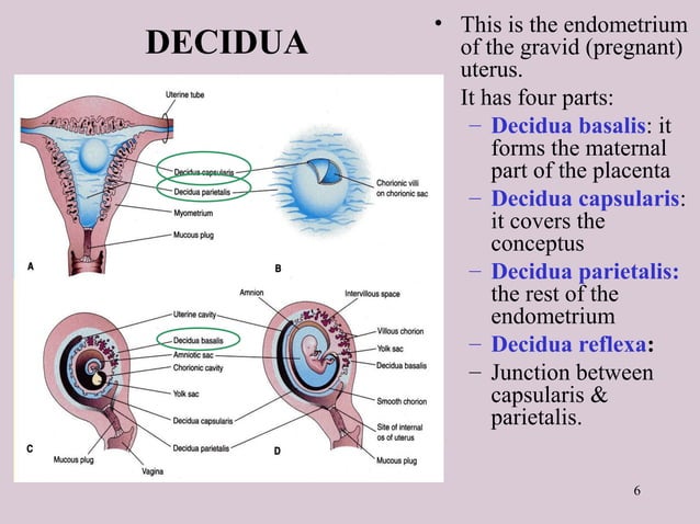 PLACENTA | PPT | Pregnancy | Reproductive Health