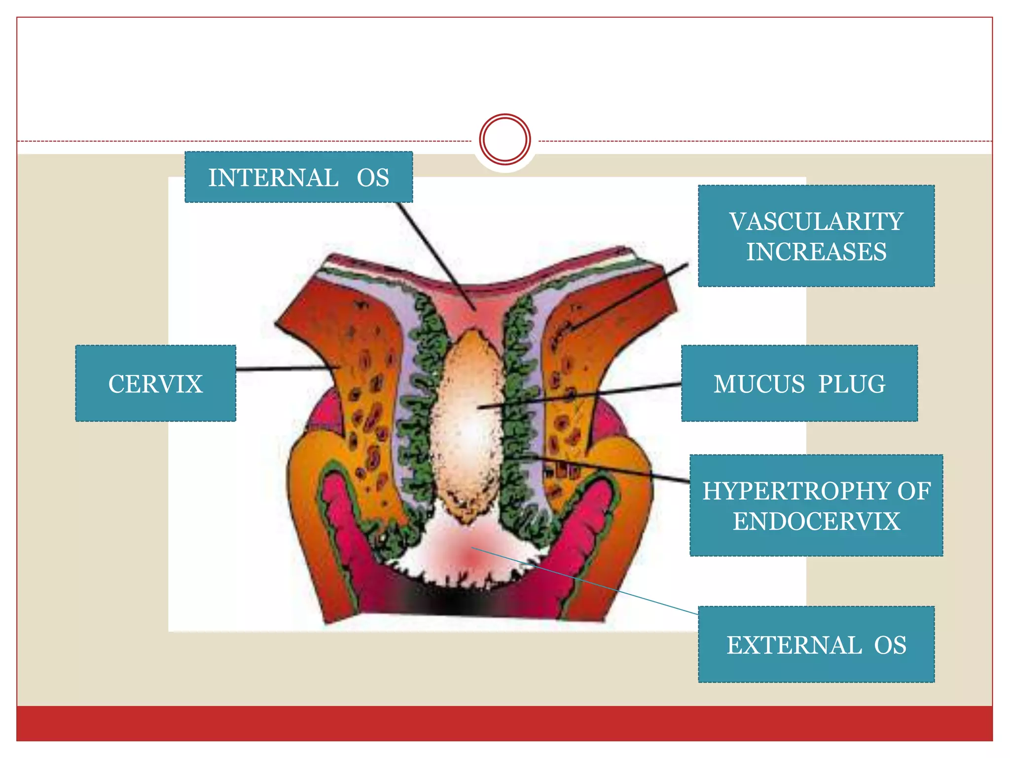 3.physiolosical changes during pregnancy | PPTX