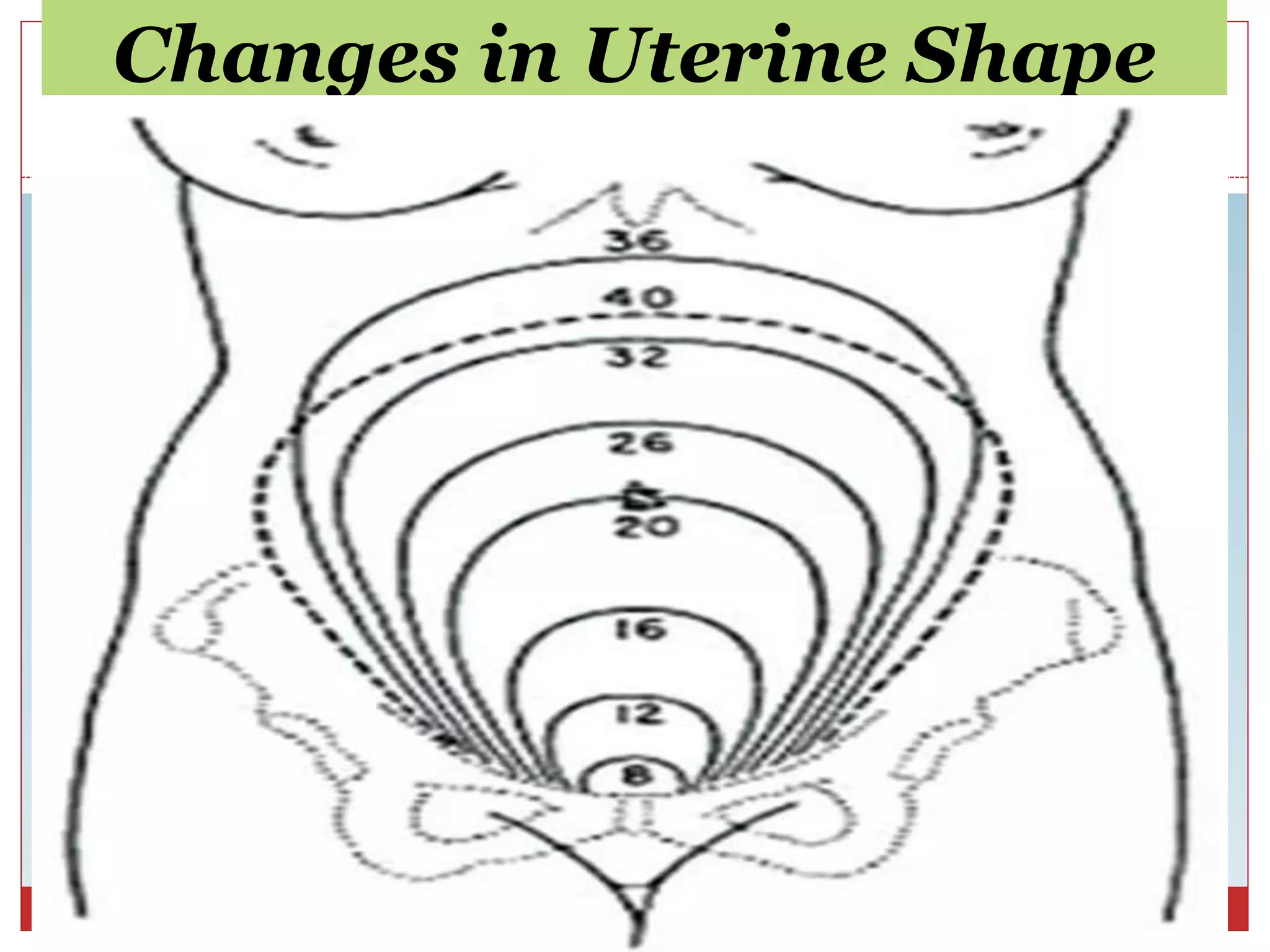 3.physiolosical changes during pregnancy | PPTX