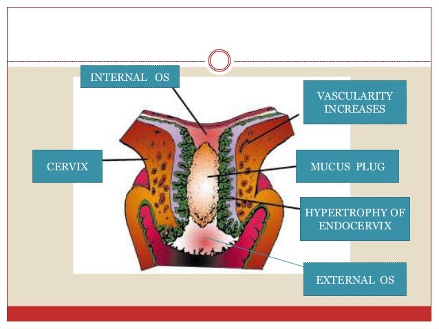 3.physiolosical changes during pregnancy